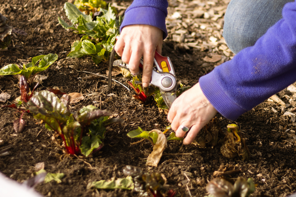 Harvest Hub Catering